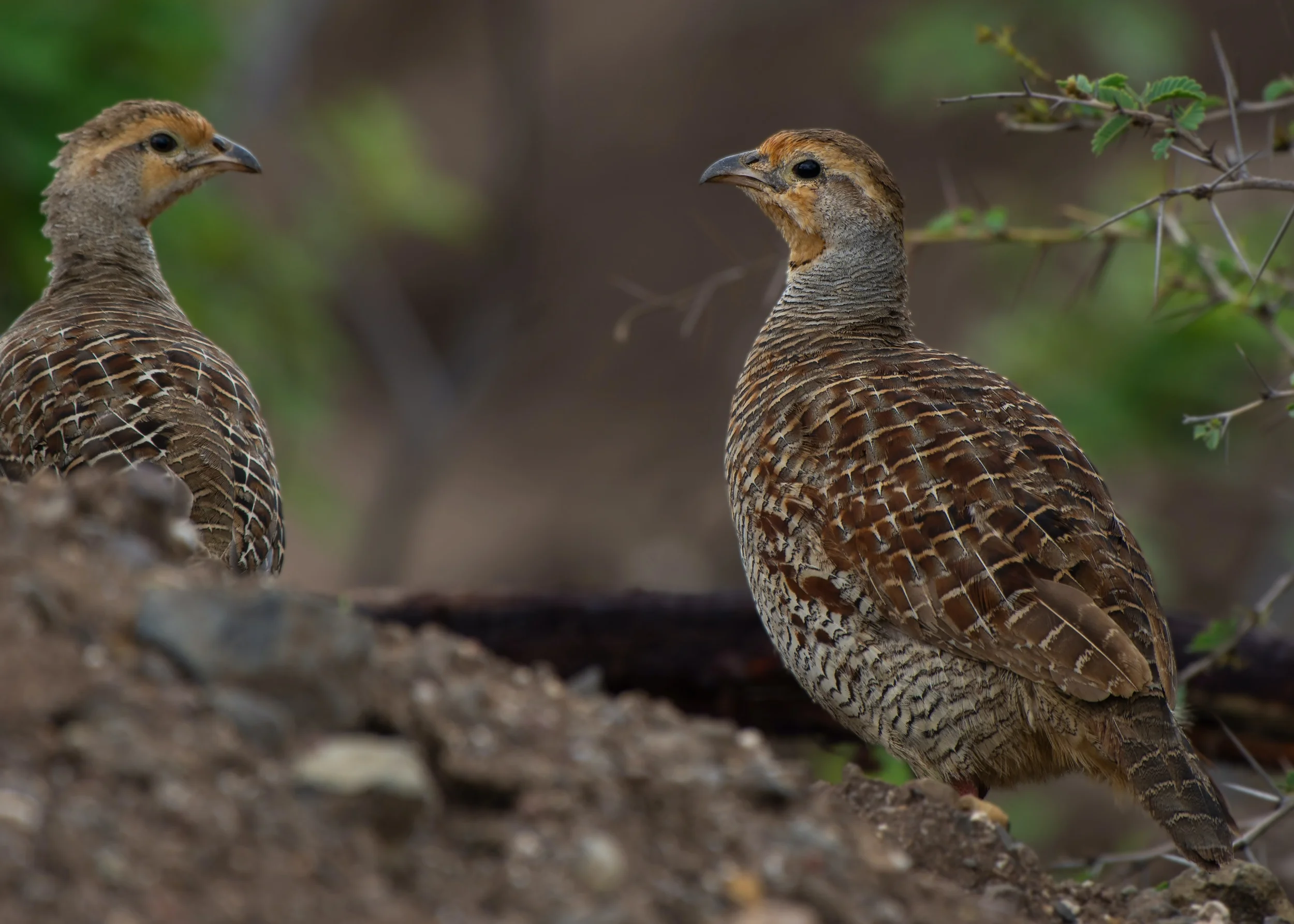 Upland Bird Hunting | The Chrestos Cottages